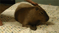 Capybara GIFs - Get the best gif on GIFER