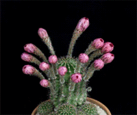 Cactus GIFs - Get the best gif on GIFER