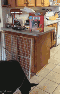 Owners GIFs - Get the best gif on GIFER