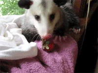 Possums GIFs - Get the best gif on GIFER