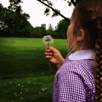 Dandelion GIFs - Get the best gif on GIFER