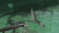 Discoveries GIFs - Get the best gif on GIFER
