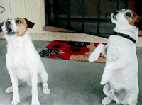 Concentration GIFs - Get the best gif on GIFER