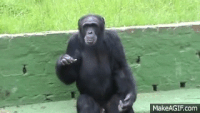 Chimpanzee GIFs - Get the best gif on GIFER