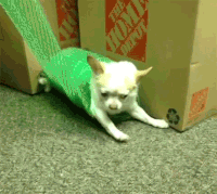 Rolling GIFs - Get the best gif on GIFER
