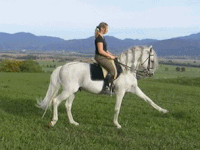 Hoof GIFs - Get the best gif on GIFER