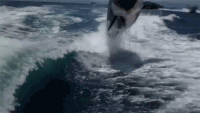 Orca GIFs - Get the best gif on GIFER