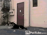 Enter GIFs - Get the best gif on GIFER