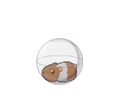 Hamsters GIFs - Get the best gif on GIFER