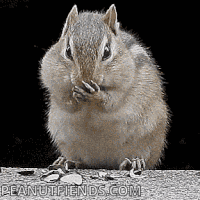 Chipmunks GIFs - Get the best gif on GIFER