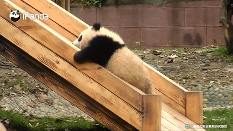 Chengdu GIFs - Get the best gif on GIFER