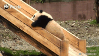 Chengdu GIFs - Get the best gif on GIFER