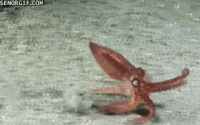 Squid GIFs - Get the best gif on GIFER