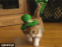 Kotek GIFs - Get the best gif on GIFER