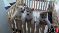 Husky GIFs - Get the best gif on GIFER