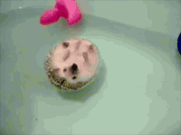 Плавающий GIFs - Get the best gif on GIFER