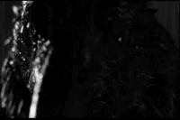 Raven GIFs - Get the best gif on GIFER