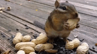 Chipmunk GIFs - Get the best gif on GIFER