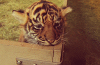 Conservation GIFs - Get the best gif on GIFER