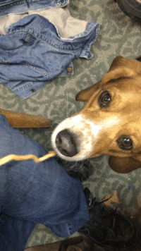 Beagle GIFs - Get the best gif on GIFER