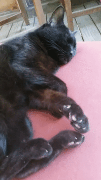 Sooty GIFs - Get the best gif on GIFER