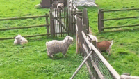 Gate GIFs - Get the best gif on GIFER