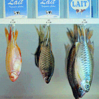 Select GIFs - Get the best gif on GIFER