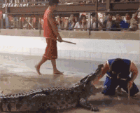 Crocodiles GIFs - Get the best gif on GIFER