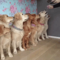 Turn GIFs - Get the best gif on GIFER