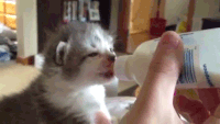 Cuteness GIFs - Get the best gif on GIFER