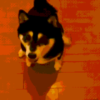 Doggo GIFs - Get the best gif on GIFER