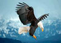 Adler GIFs - Get the best gif on GIFER