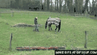 Fine tooth comb GIFs - Obtenez le meilleur gif sur GIFER