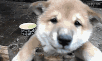 Lentes GIFs - Get the best gif on GIFER