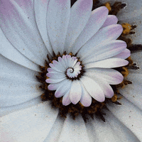 Pollination GIFs - Get the best gif on GIFER