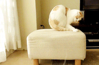 Stool GIFs - Get the best gif on GIFER