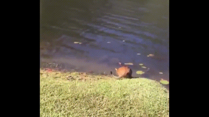 Aaachoo GIFs - Get the best gif on GIFER