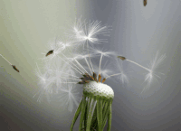 Dandelion GIFs - Get the best gif on GIFER