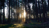 Dawn GIFs - Get the best gif on GIFER