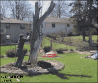 Tree GIFs - Get the best gif on GIFER