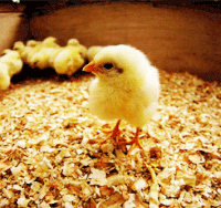 Pollito GIFs - Get the best gif on GIFER