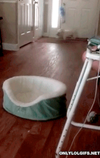 Jumping dog GIFs - Get the best gif on GIFER