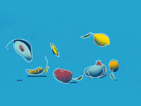 Preloader GIFs - Get the best gif on GIFER