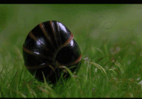 Millipedes GIFs - Get the best gif on GIFER