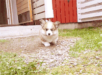 Perrito GIF - Conseguir el mejor gif en GIFER