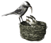 Nests GIFs - Get the best gif on GIFER