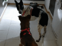 Stand GIFs - Get the best gif on GIFER