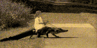 Gator GIFs - Get the best gif on GIFER