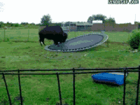 Buffalos GIFs - Get the best gif on GIFER