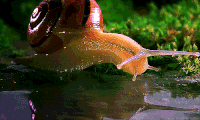 Snail GIFs - Get the best gif on GIFER